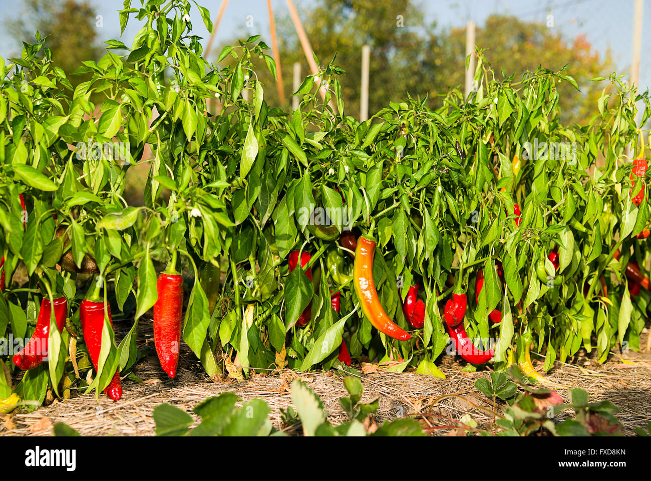 Ripe fruits of chilli growing in the garden Stock Photo - Alamy