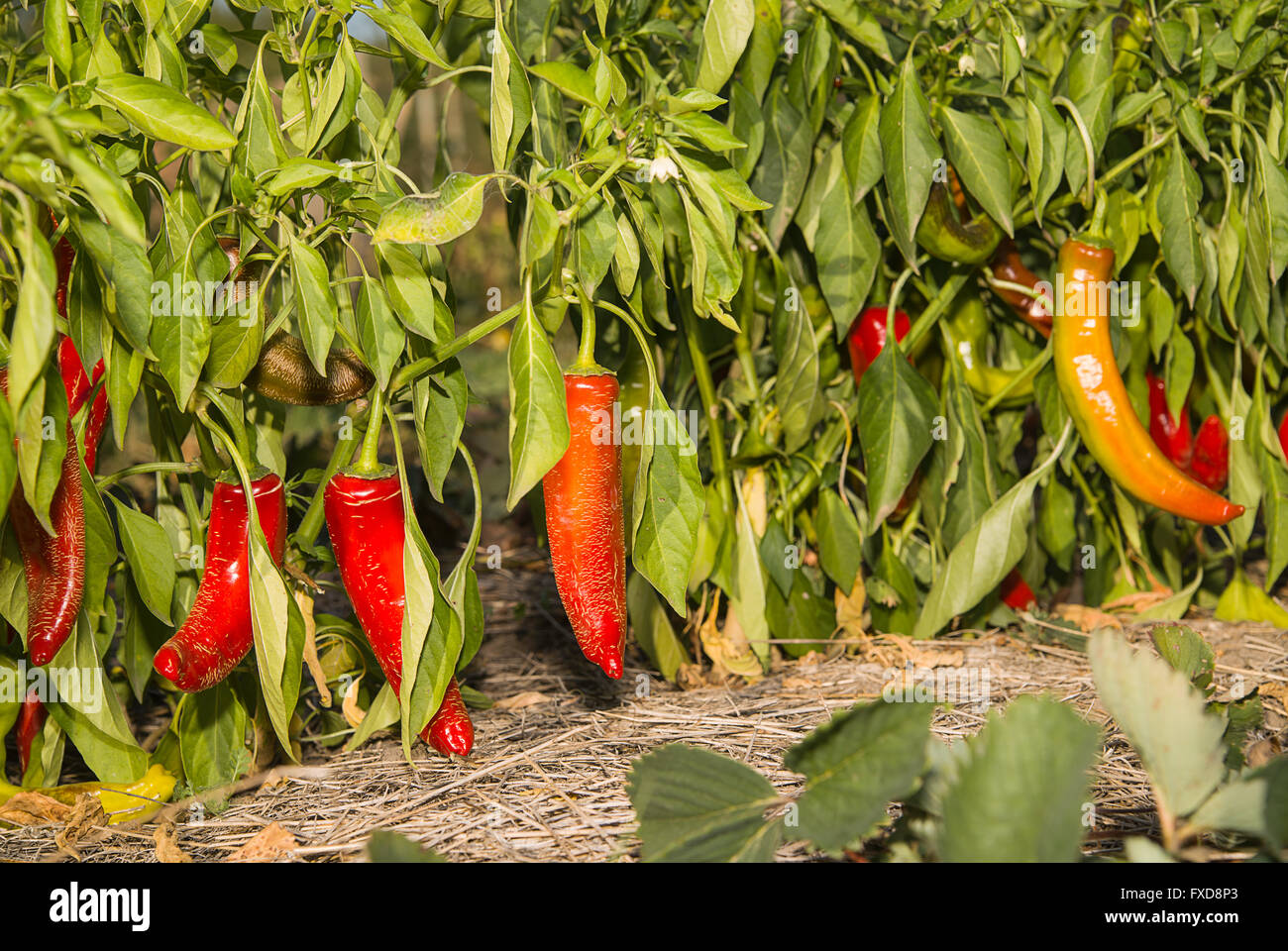 Ripe fruits of chilli growing in the garden Stock Photo - Alamy