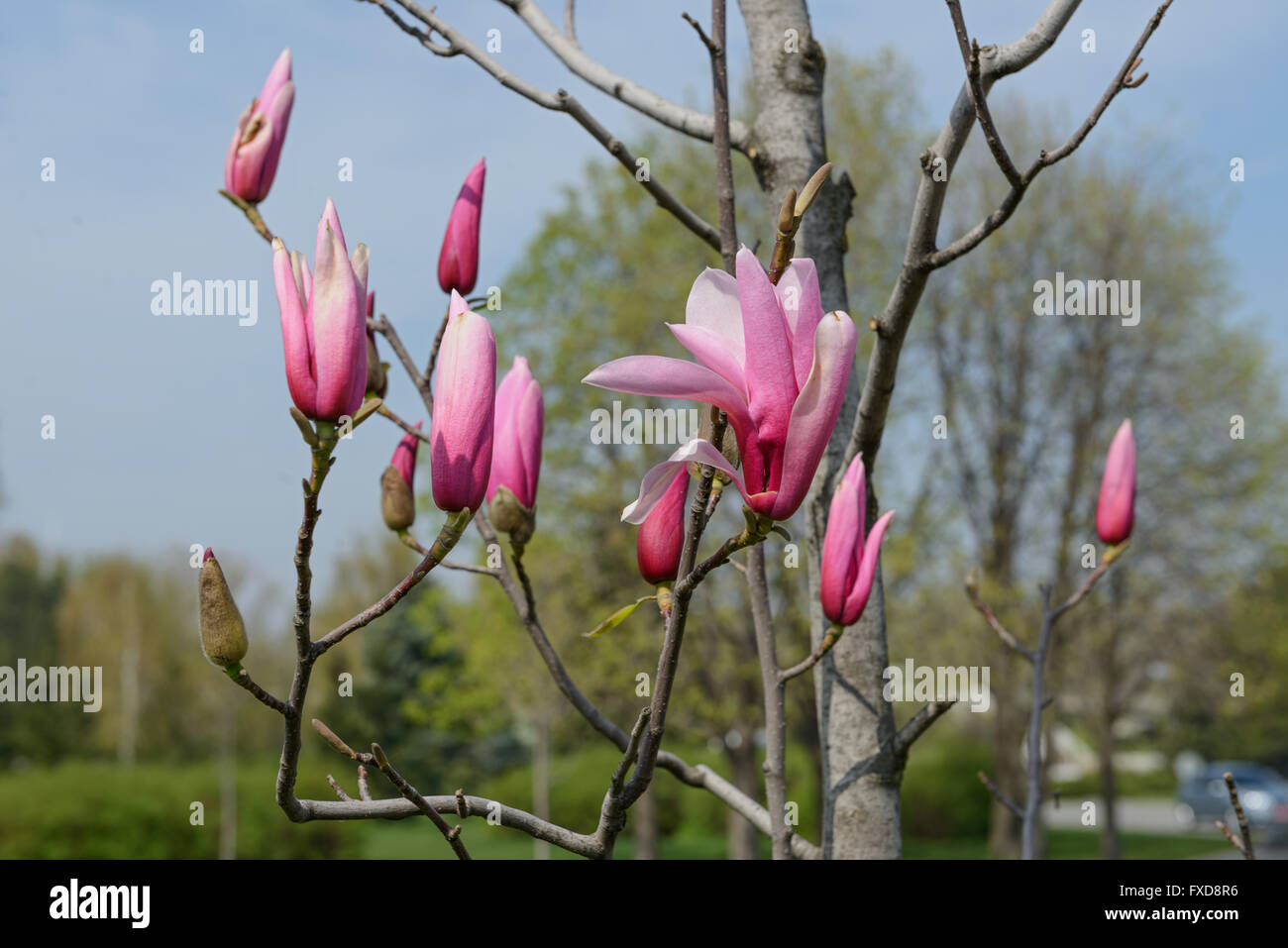 Close-up of beautiful purple-red magnolia flower and many buds just ...