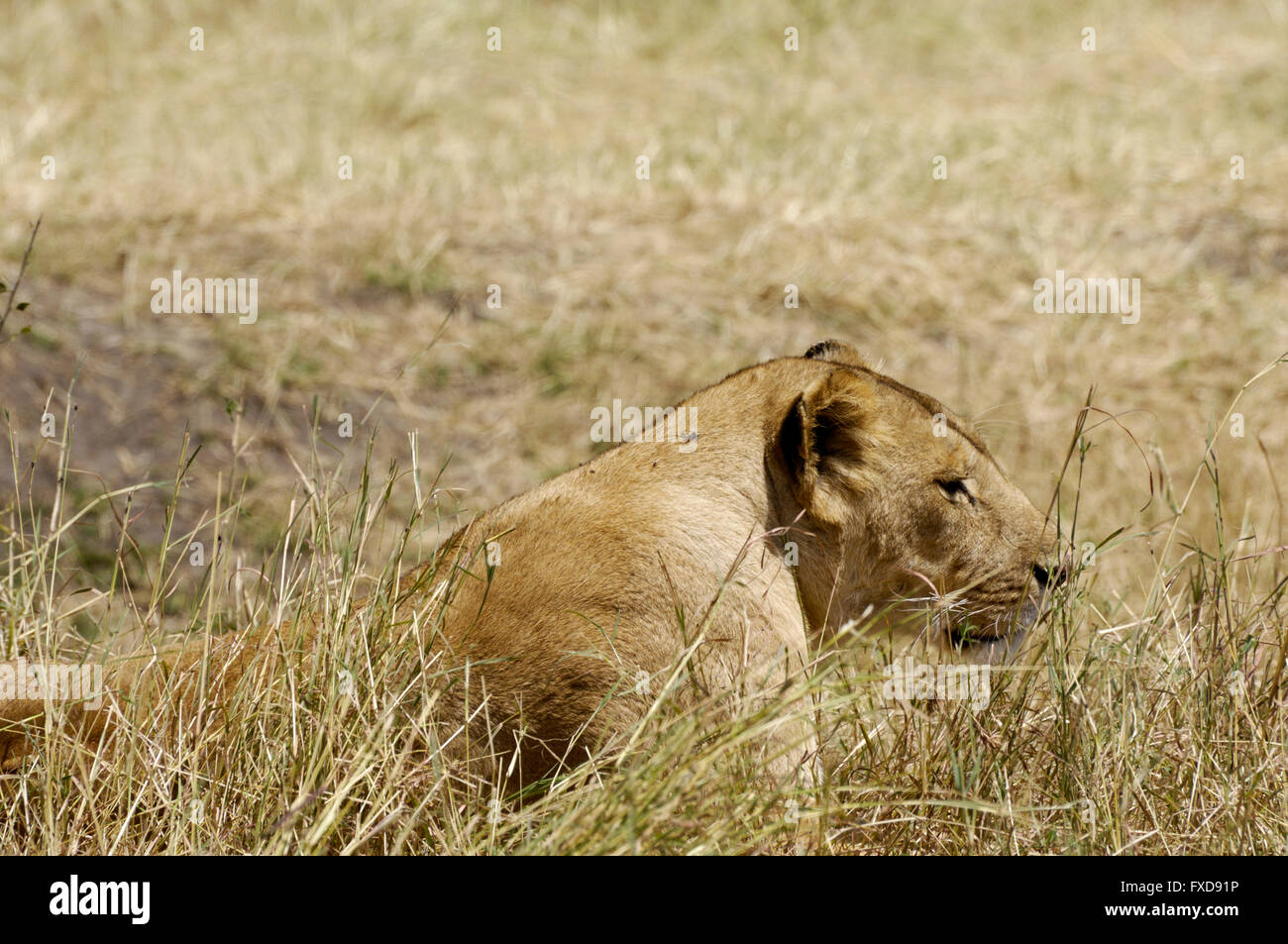 After mating hi-res stock photography and images - Alamy