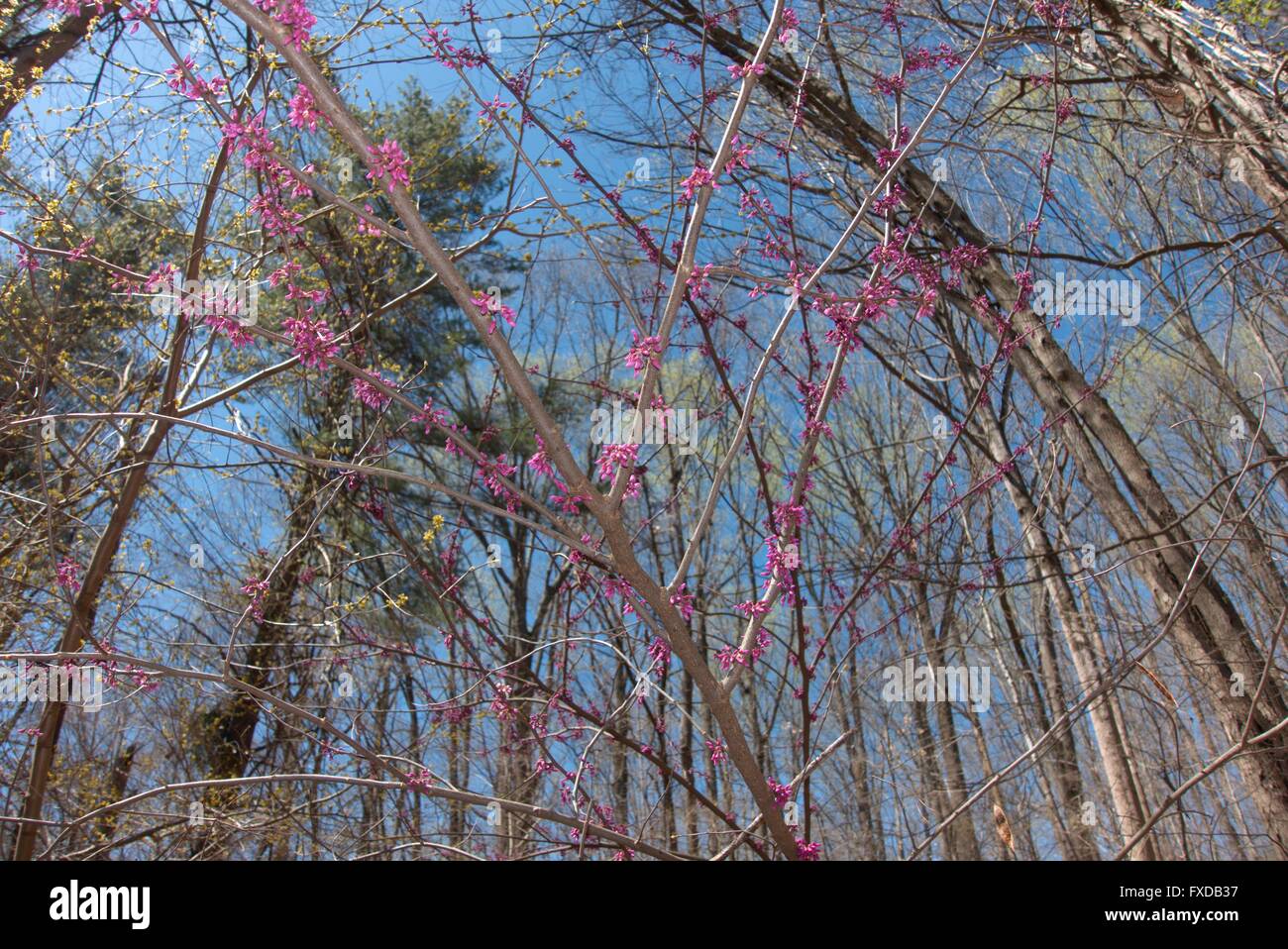 An Appalachian Redbud, early spring in the Maryland forest Stock Photo ...