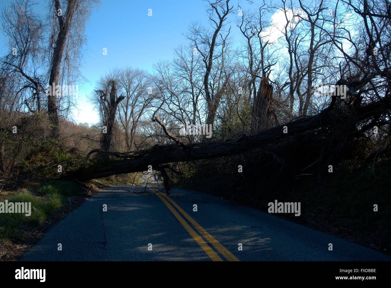 Unfortunate is the loss of this tree...or is nature fighting back Stock ...