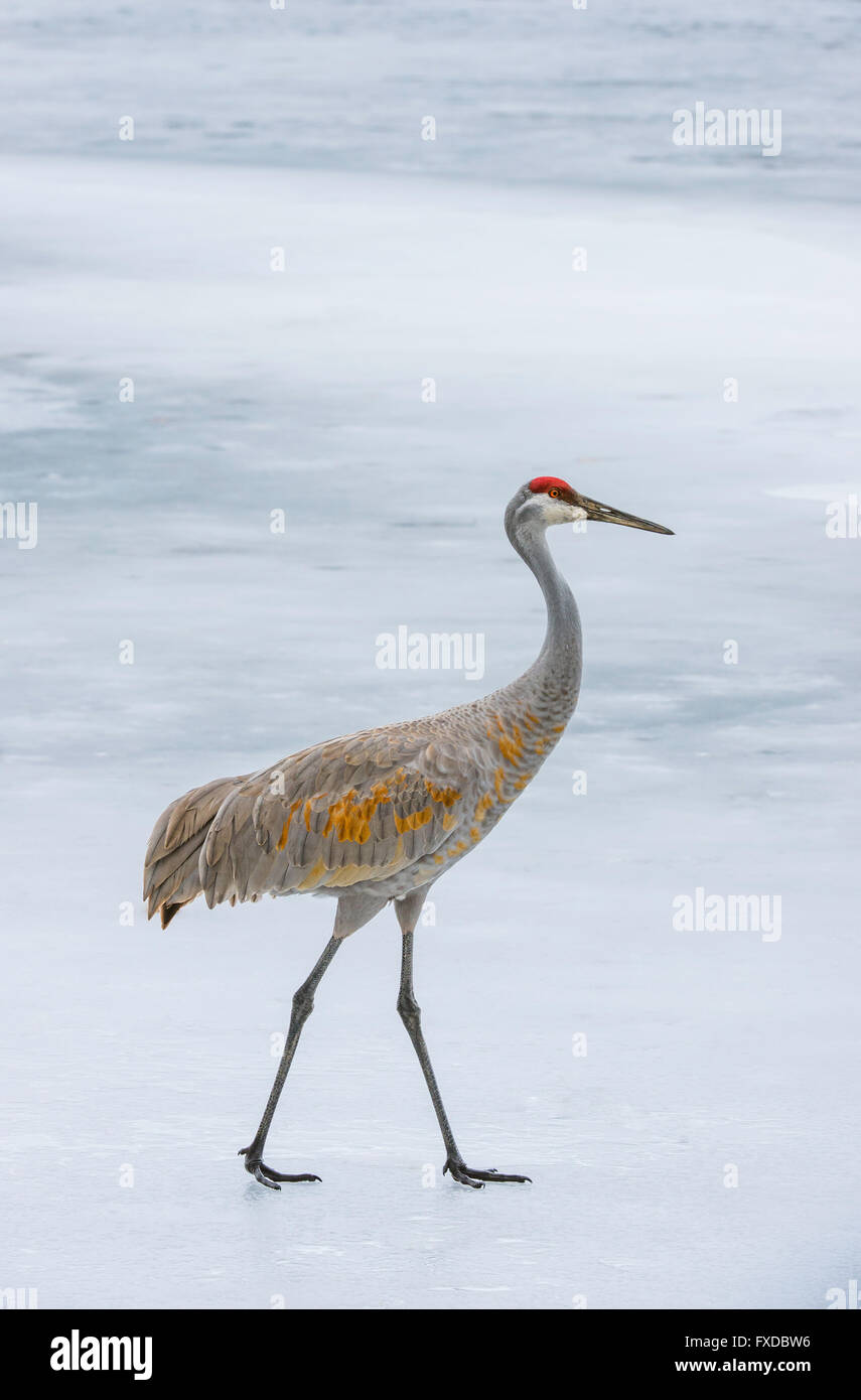 Sandhill Crane walking on frozen pond, Grus canadensis Early Spring ...