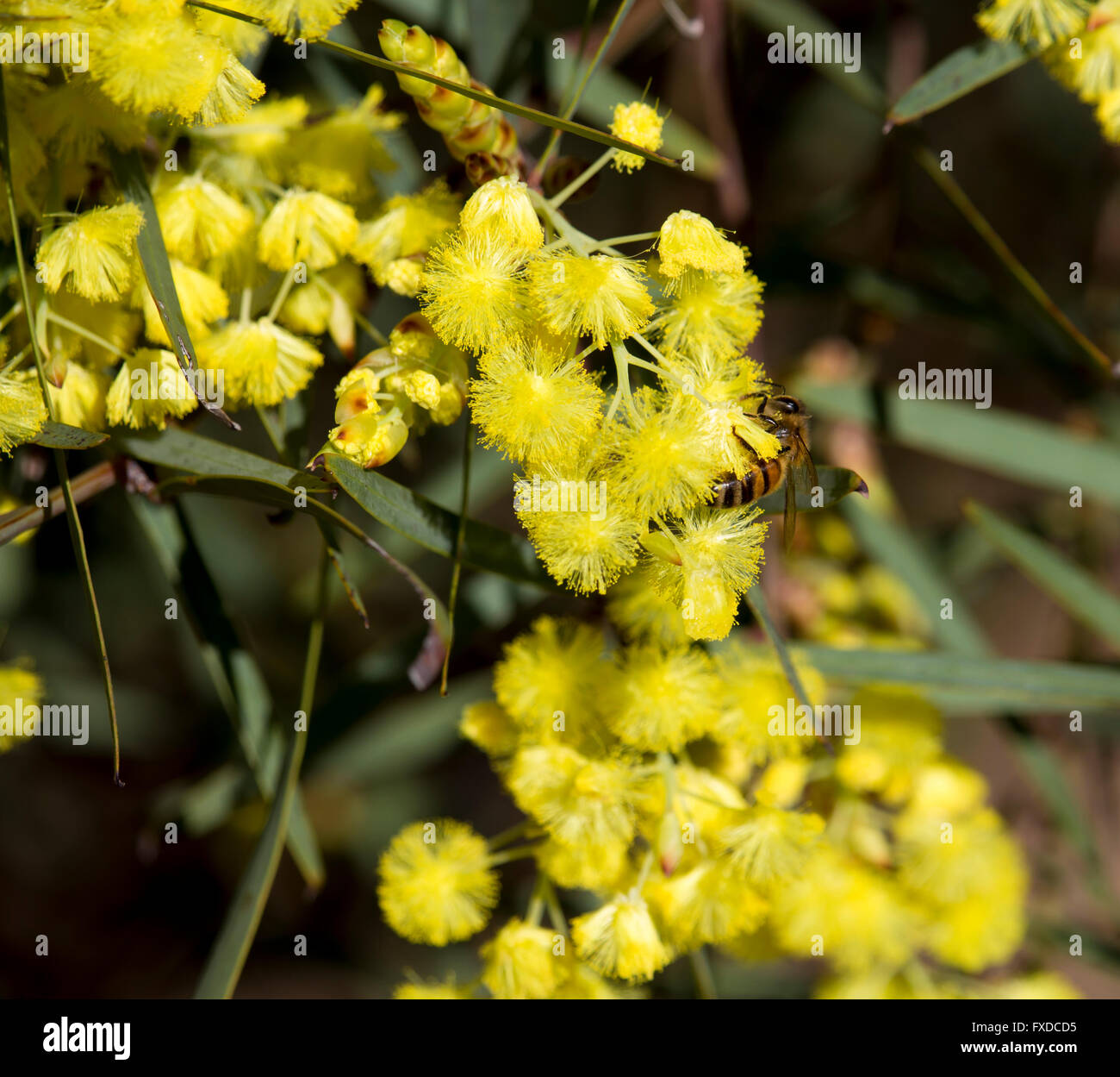 A honey bee gathering pollen from beautiful fluffy fragrant West ...