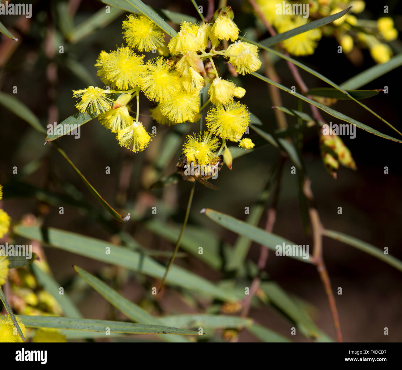 Australian native bee hive hi-res stock photography and images - Alamy