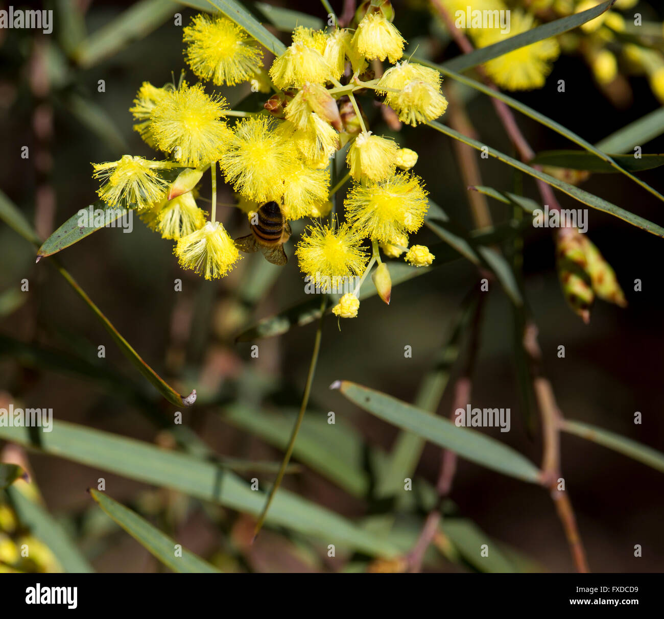 A honey bee gathering pollen from beautiful fluffy fragrant West ...