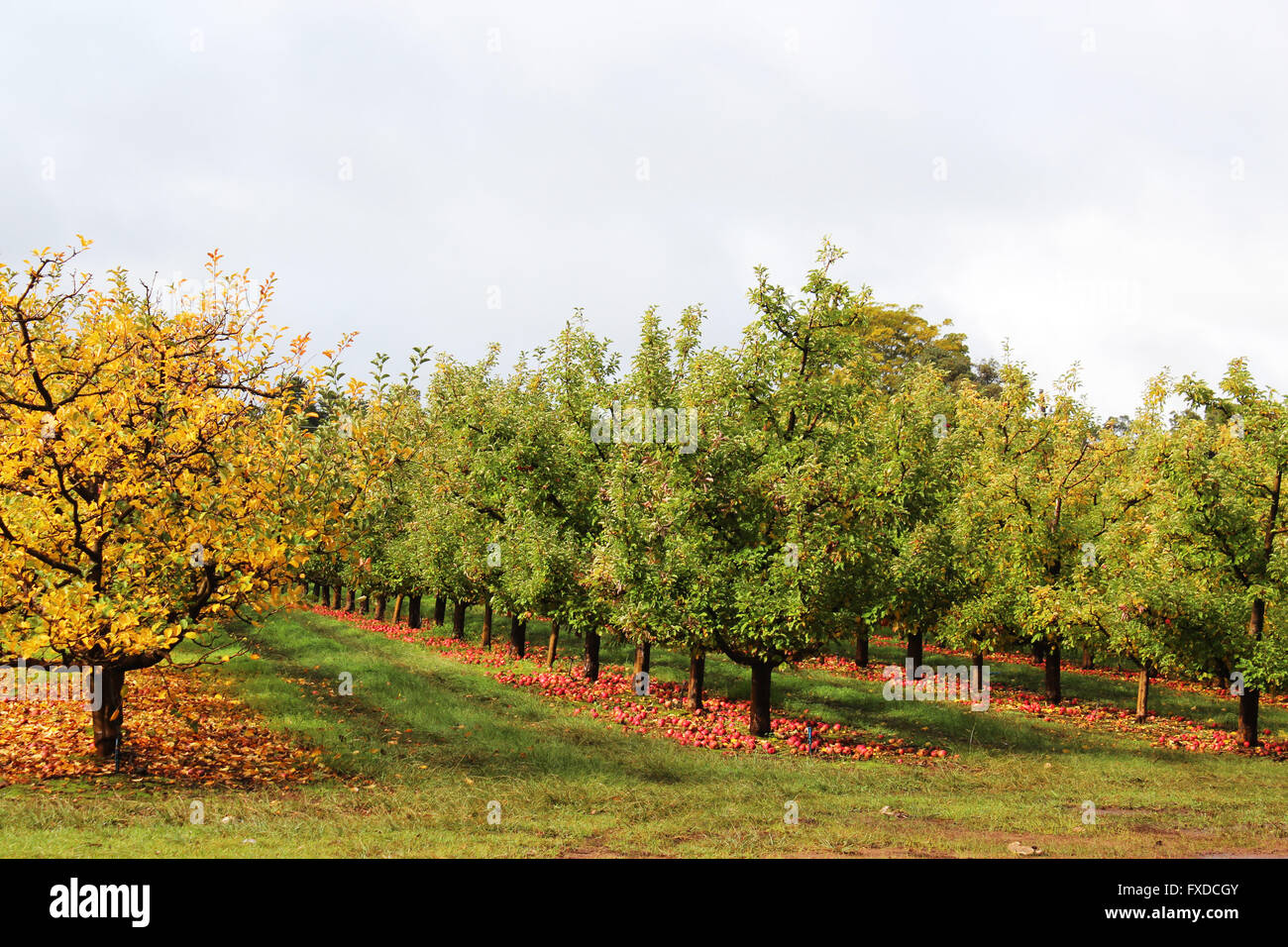 Fall Orchard