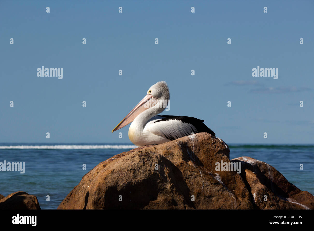 Graceful majestic large white pelican pelecanidae species ...