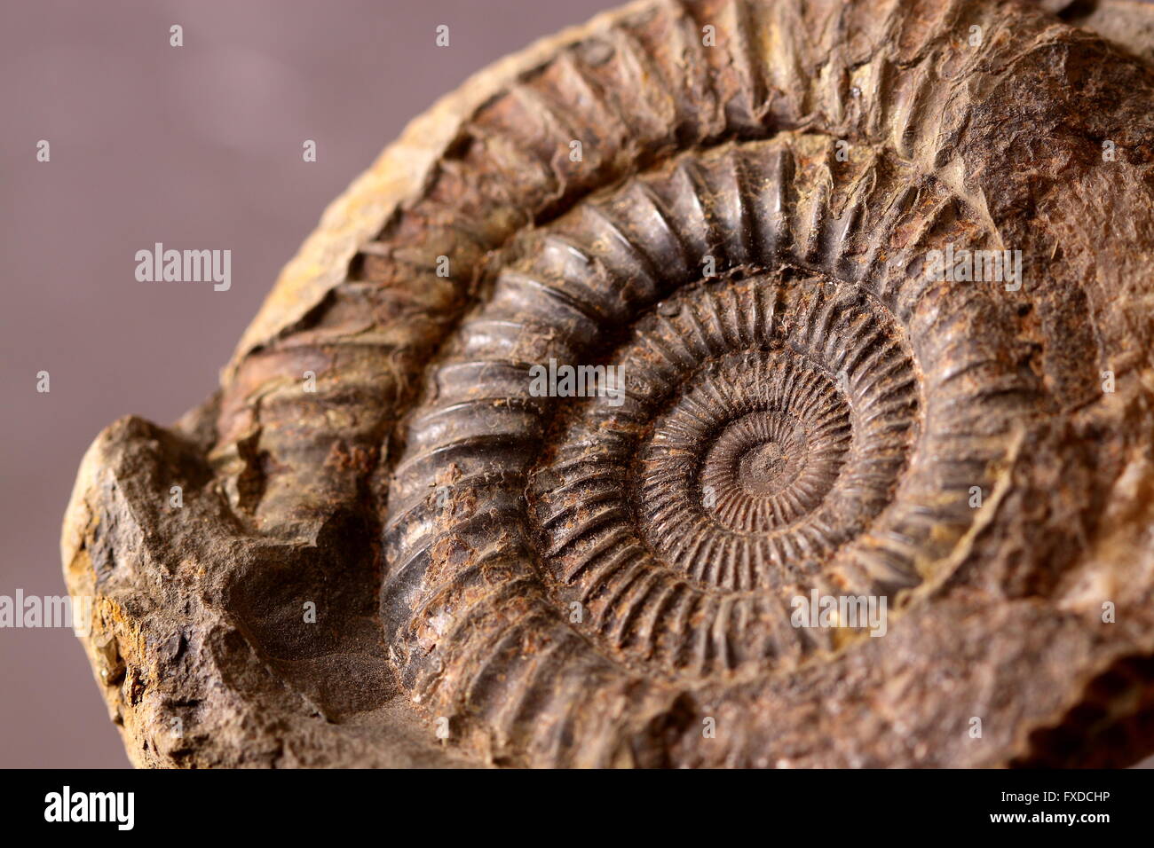 Snail Anatomy High Resolution Stock Photography and Images - Alamy