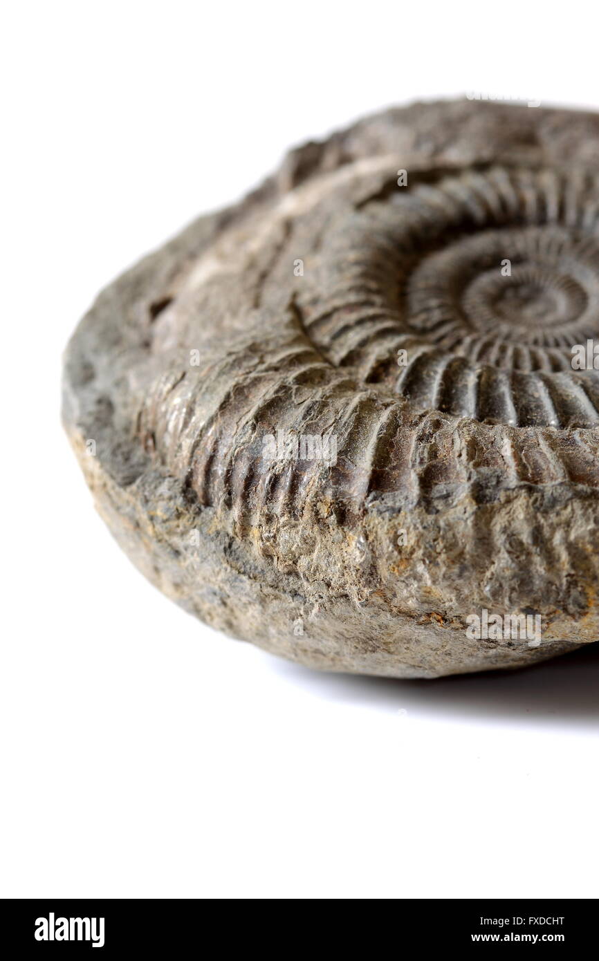 Ammonite anatomy hi-res stock photography and images - Alamy