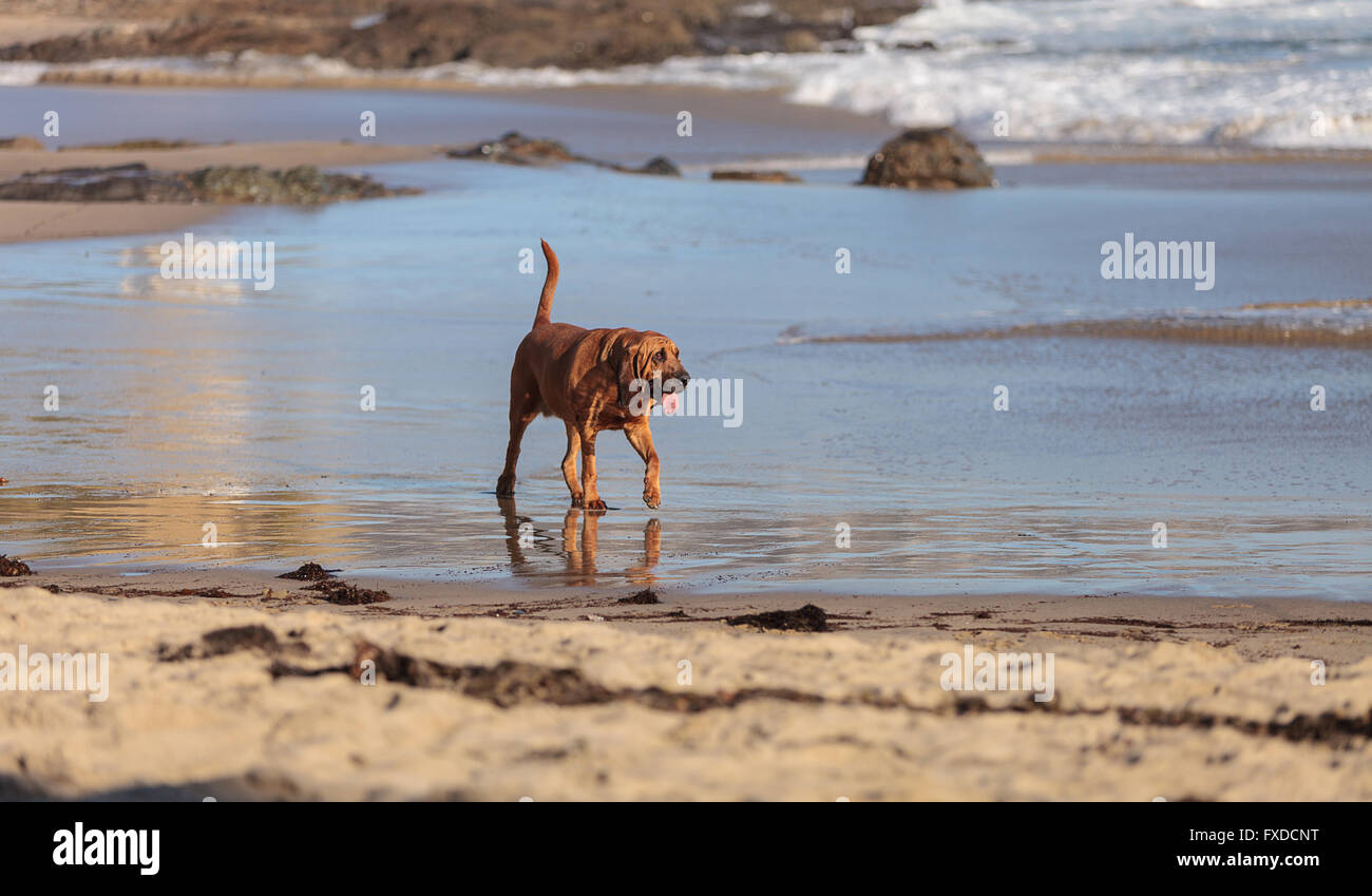 Bloodhound dog runs and plays along a beach in New England, Cape Cod ...