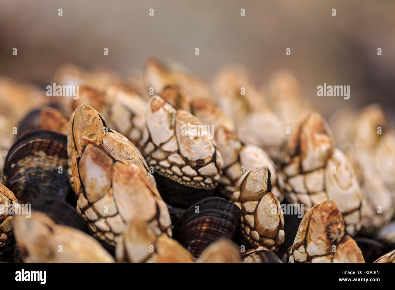 Gooseneck barnacle Pollicipes polymerus clusters cling to rocks with ...