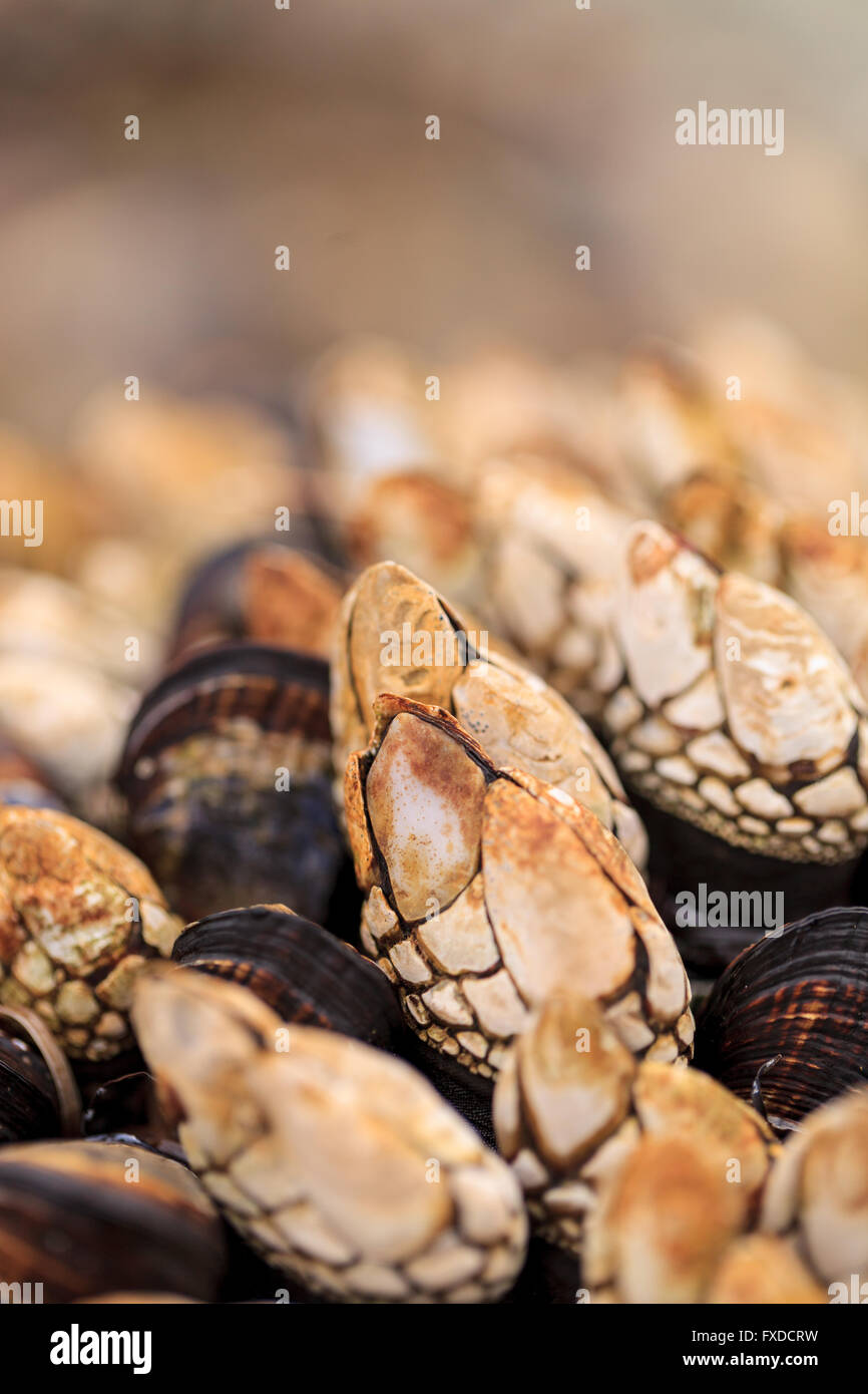 Gooseneck barnacle Pollicipes polymerus clusters cling to rocks with ...