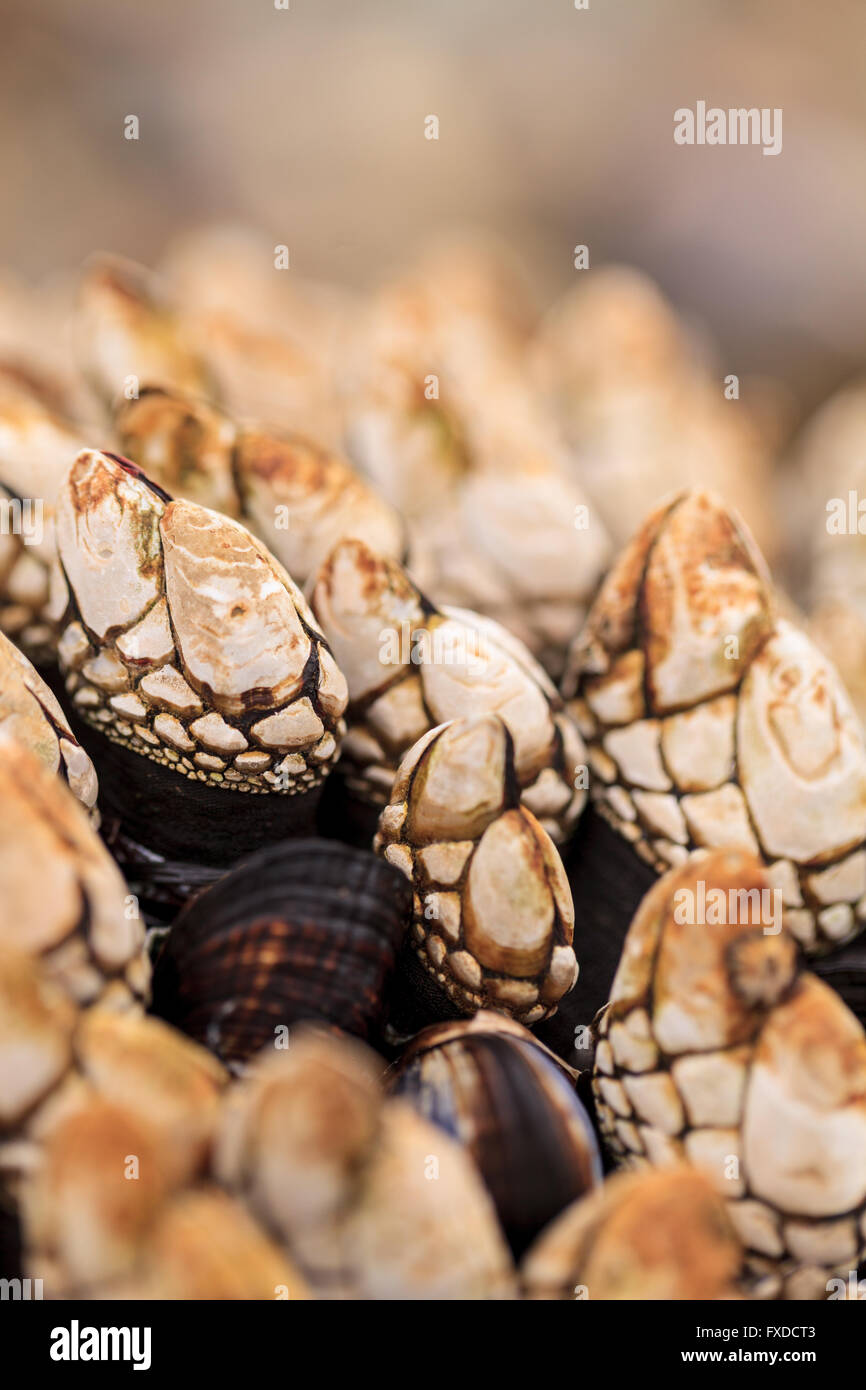 Gooseneck barnacle Pollicipes polymerus clusters cling to rocks with ...