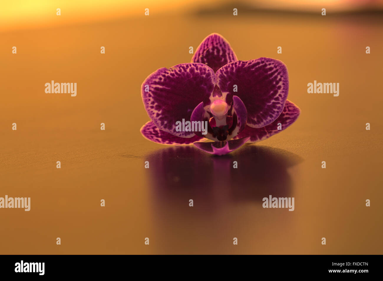 Purple spotted Aranda orchid, Aranda omyai, on a glossy black ...