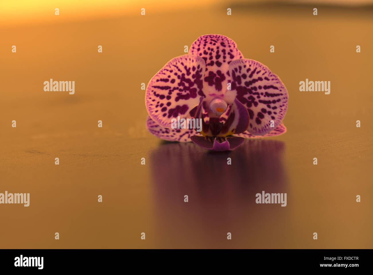 Purple spotted Aranda orchid, Aranda omyai, on a glossy black ...