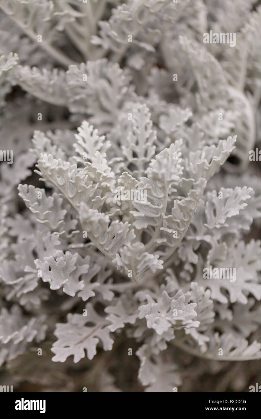 White fern background in a botanical garden in spring Stock Photo - Alamy