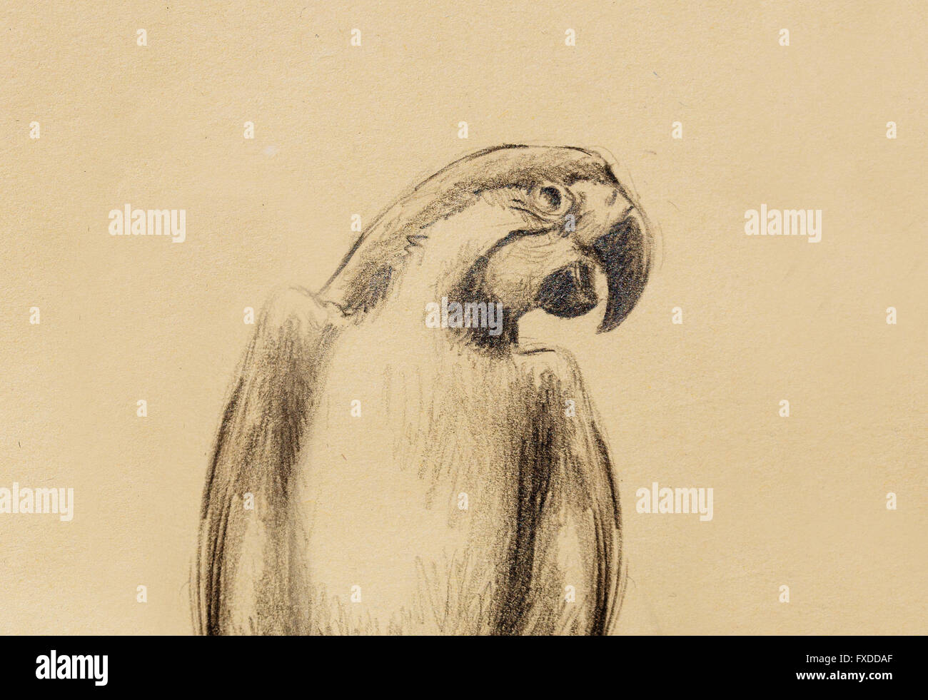 pencil drawing parrot on old paper, vintage paper Stock Photo - Alamy
