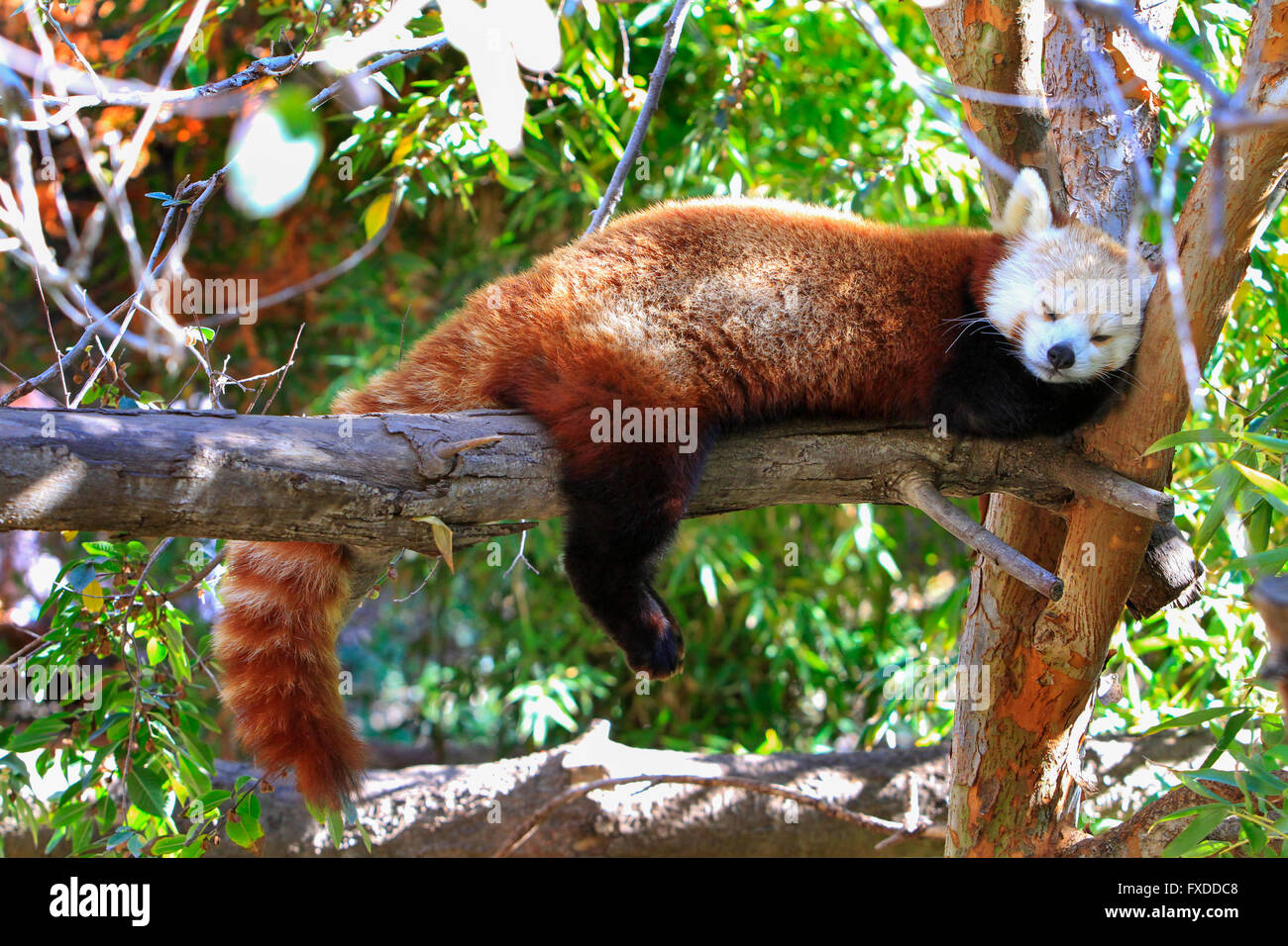 The red panda (Ailurus fulgens), also called lesser panda, red bear-cat ...