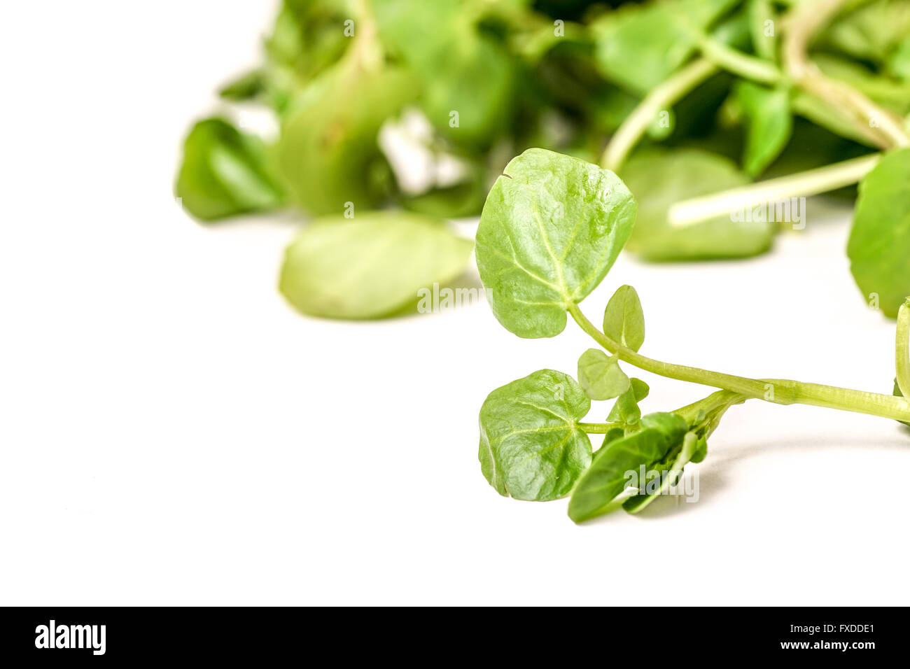 freshly picked organic watercress, isolated on white Stock Photo - Alamy