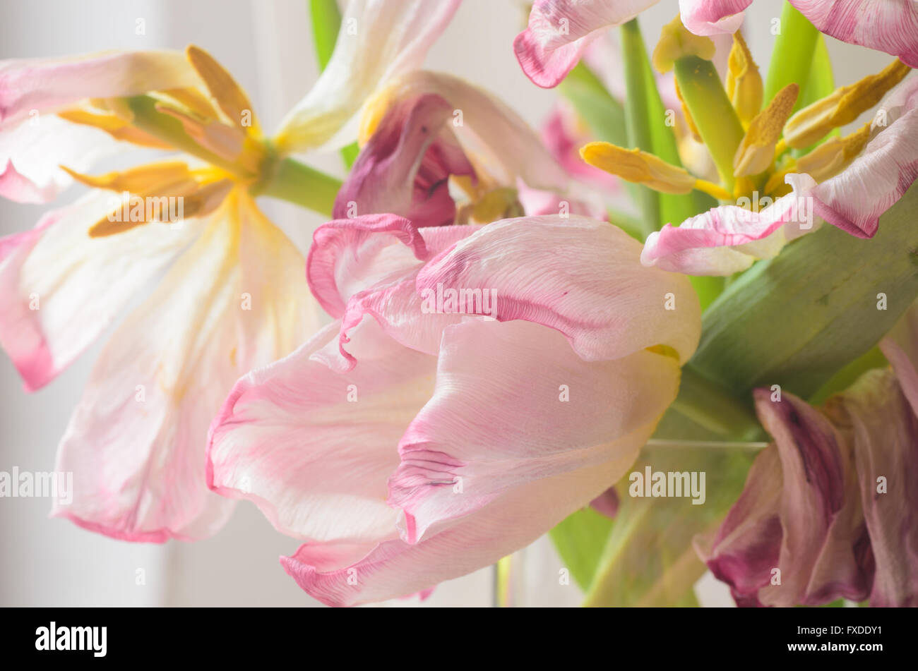 closeup to wilted pink tulips Stock Photo - Alamy