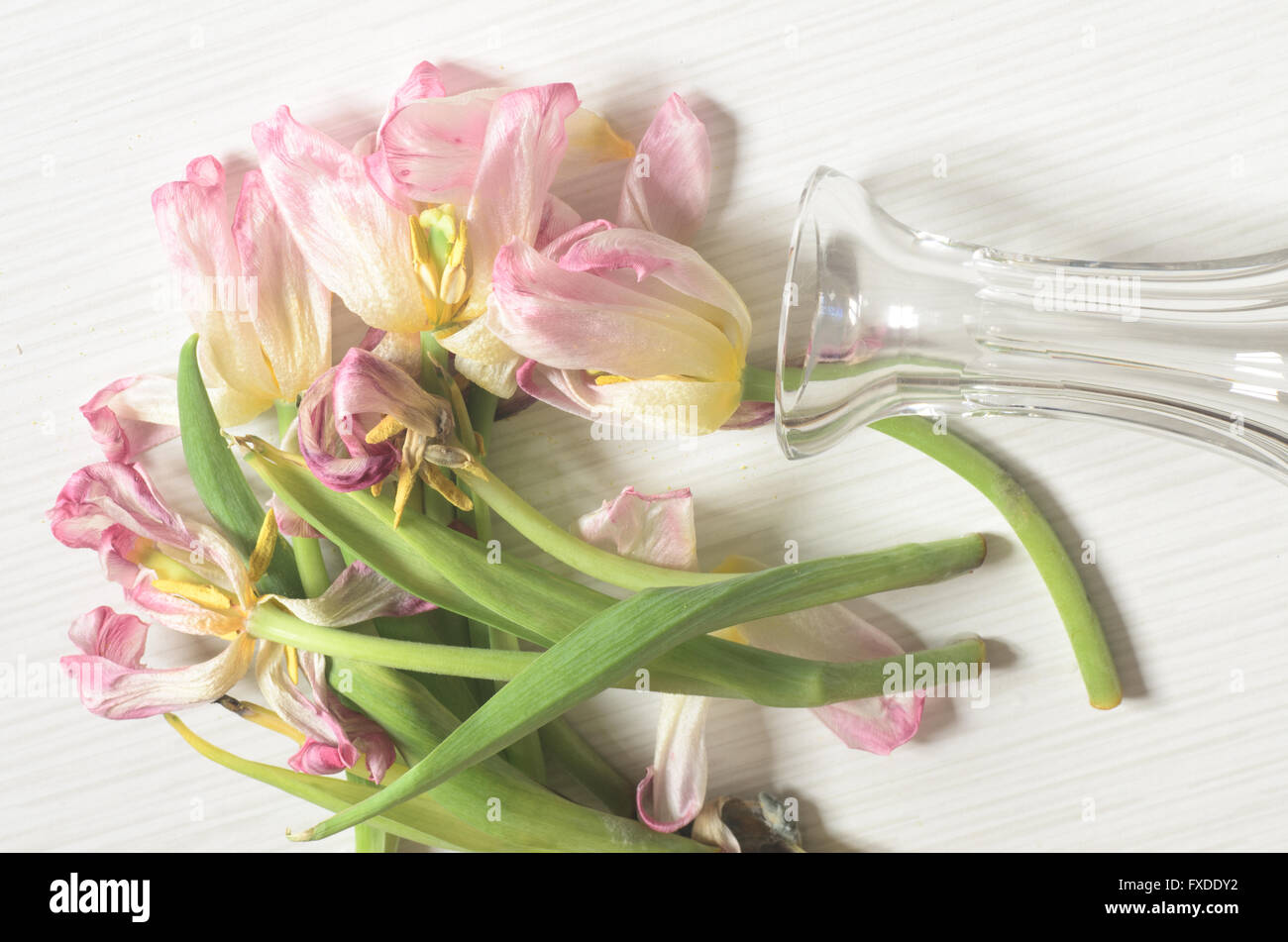 closeup to wilted pink tulips Stock Photo - Alamy