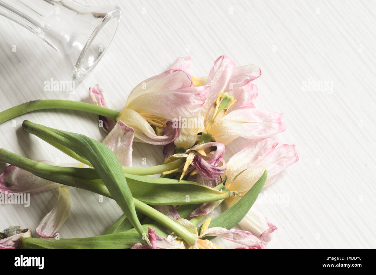 closeup to wilted pink tulips Stock Photo - Alamy