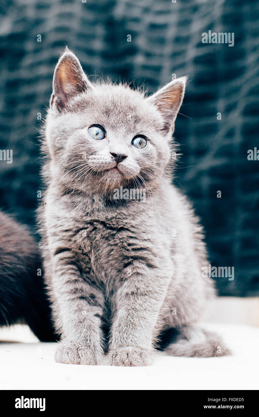 Cute tiny kitten sitting hi-res stock photography and images - Alamy