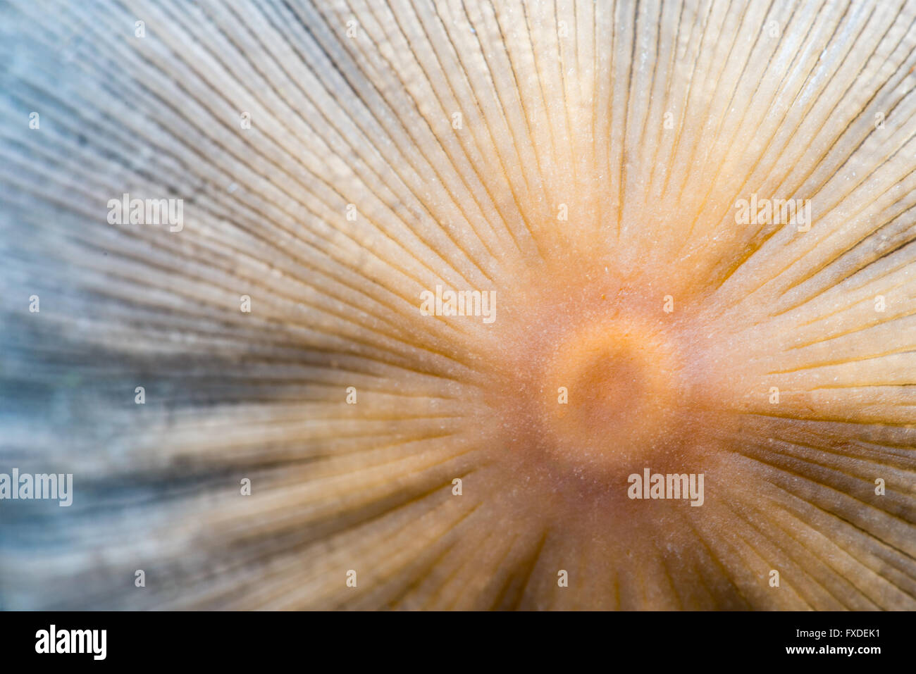 View from above of Fungus toadstool, showing radial pattern. Sherwood ...
