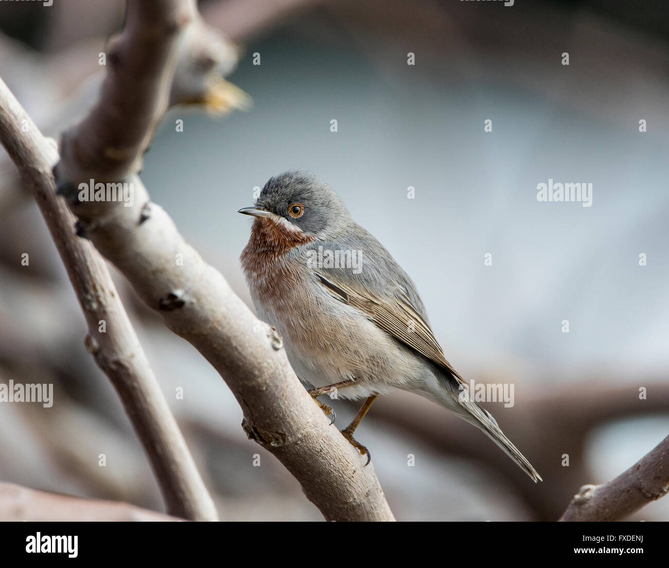 Male Subalpine Warbler Eastern race Sylvia albistriata Cyprus Stock ...
