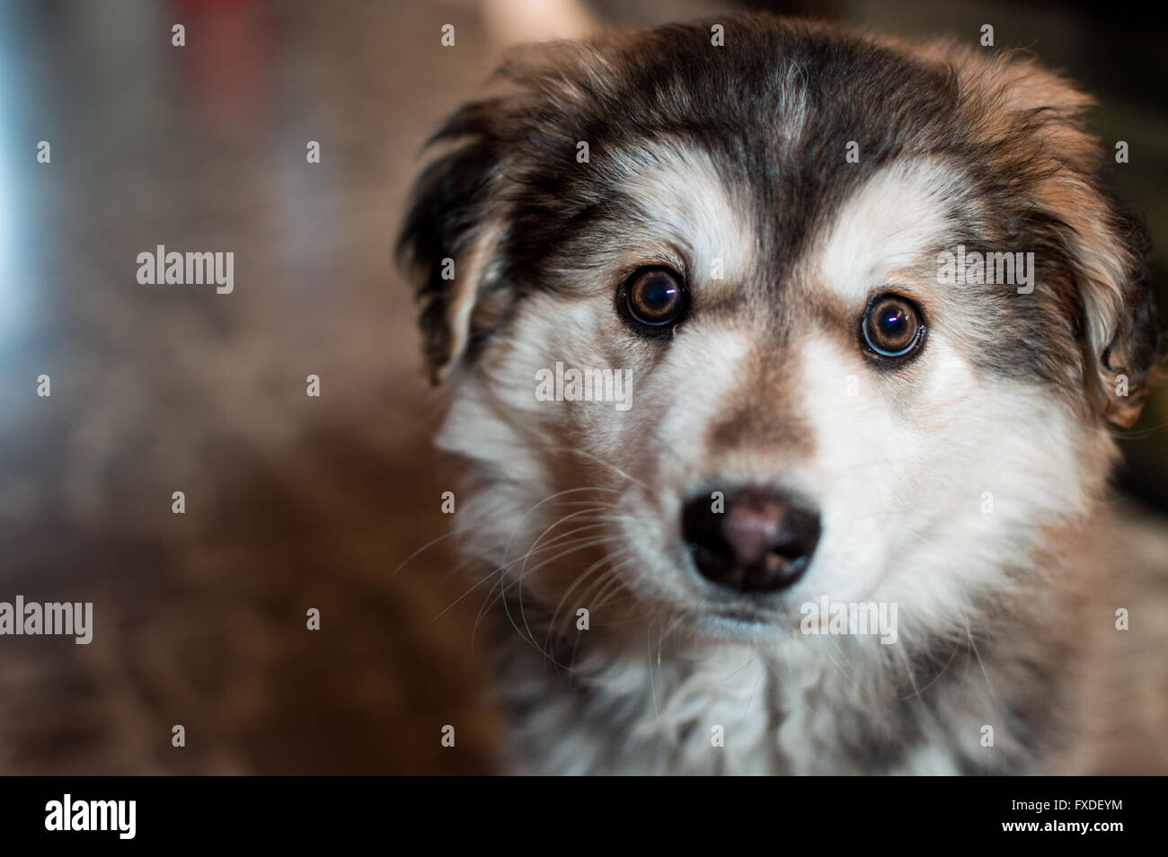 Puppy staring into the camera Stock Photo - Alamy