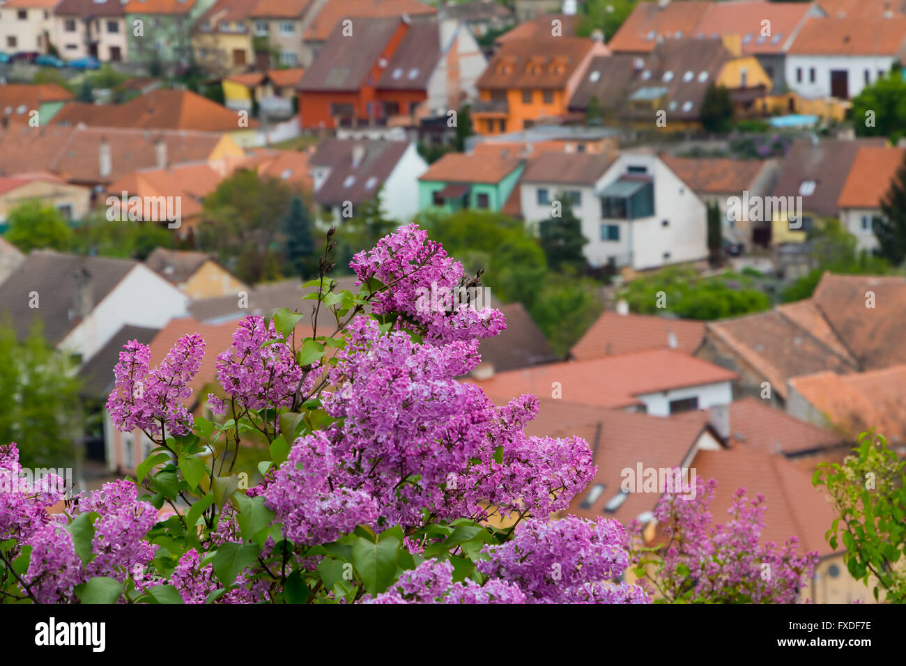 The lilac bush blooming in the foreground. Many roofs of houses in ...
