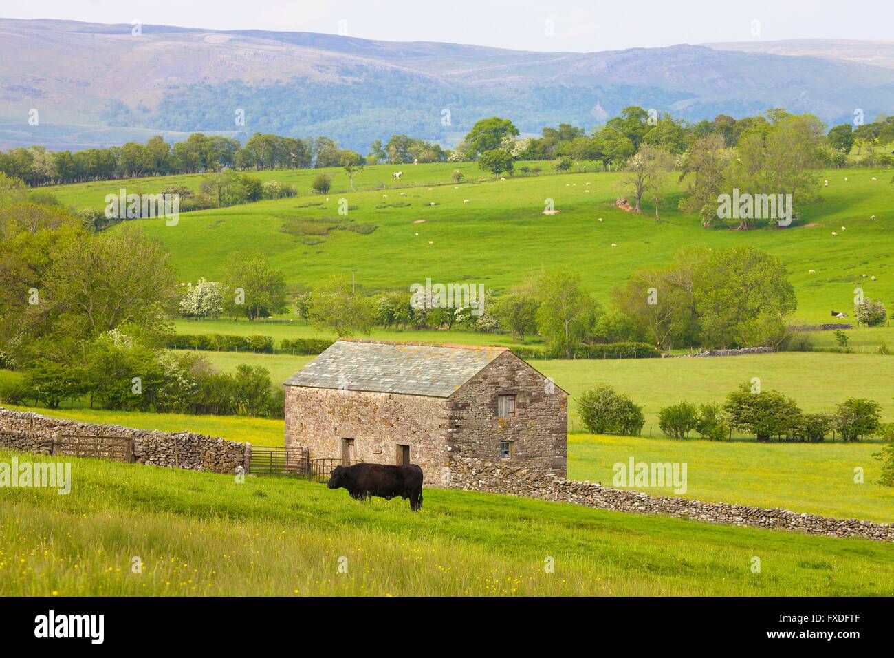Cow barn uk wood hi-res stock photography and images - Alamy