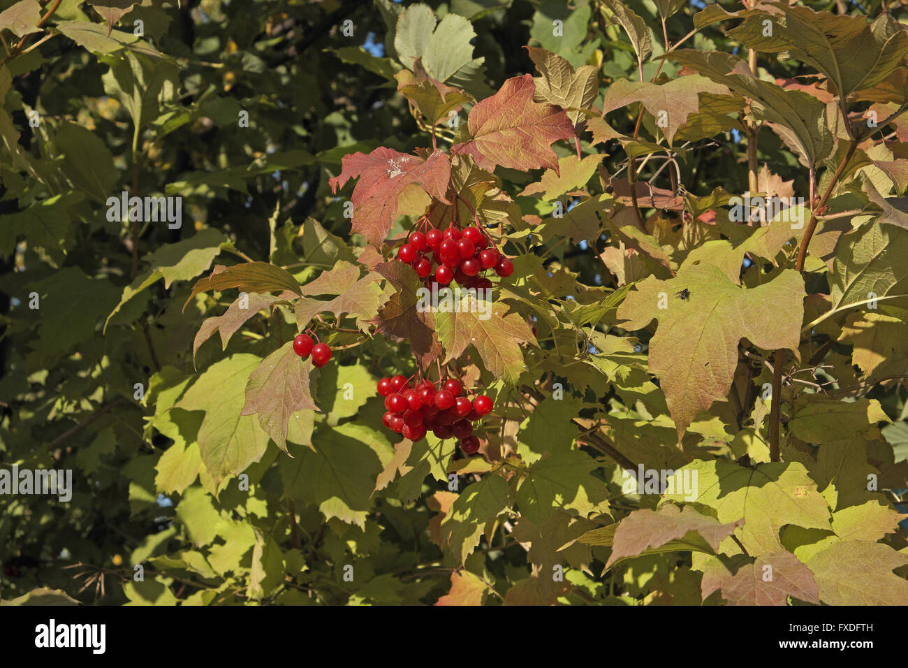 Kalinka berries (Viburnum Opulus), also known as, guelder-rose, or ...