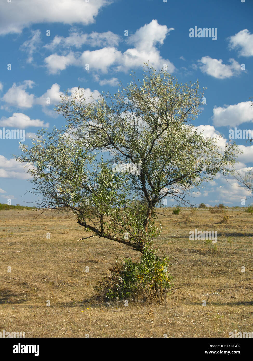 Small lone; tree in the steppe with clouds in the blue sky and the ...