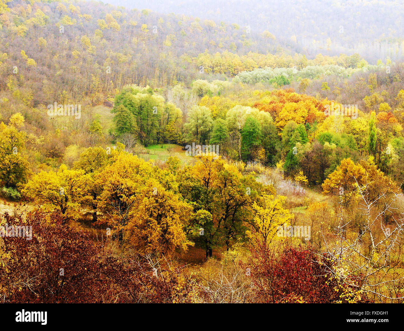 Hilly woodland with colorful trees in Autumn Stock Photo - Alamy