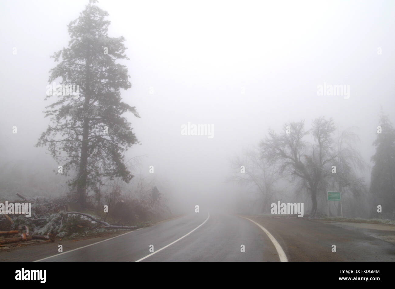 Cold and fog. Branches of trees icing Stock Photo - Alamy