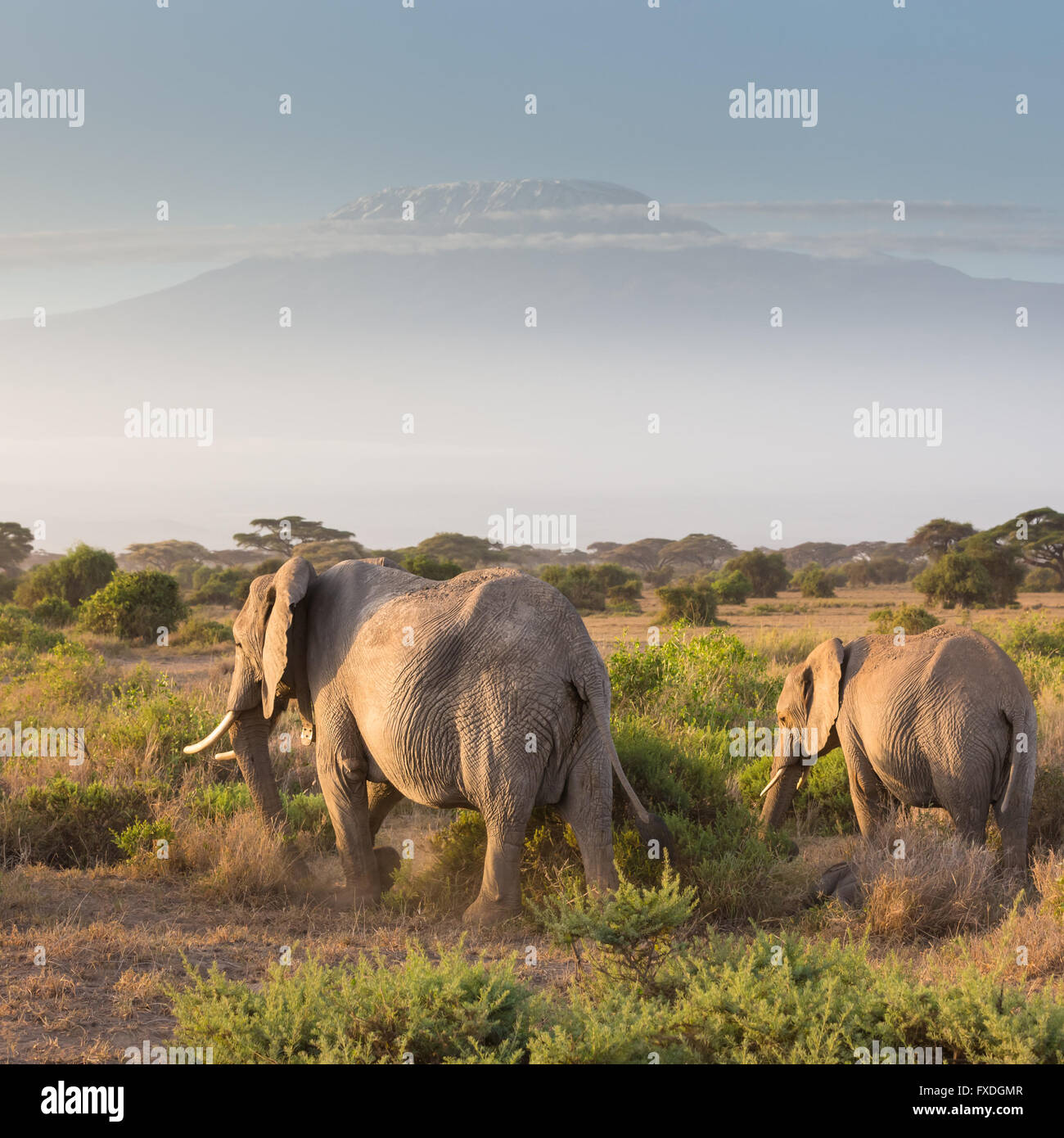 Elephants in front of mount kilimanjaro hi-res stock photography and ...