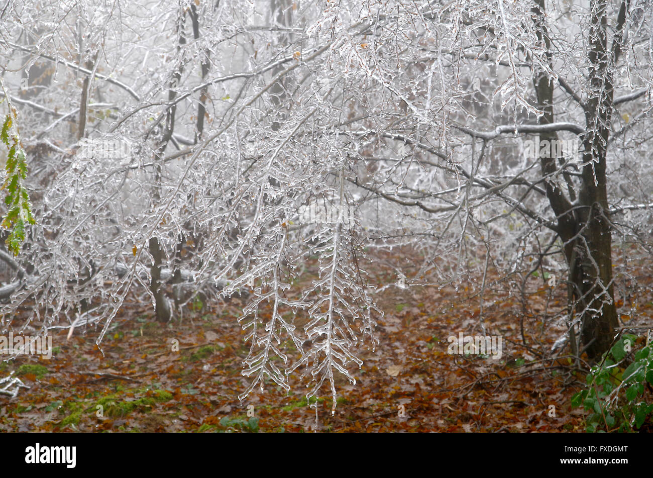 Cold and fog. Branches of trees icing Stock Photo - Alamy