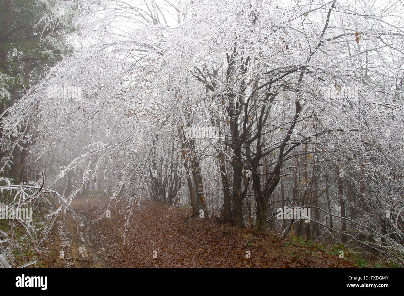 Cold and fog. Branches of trees icing Stock Photo - Alamy
