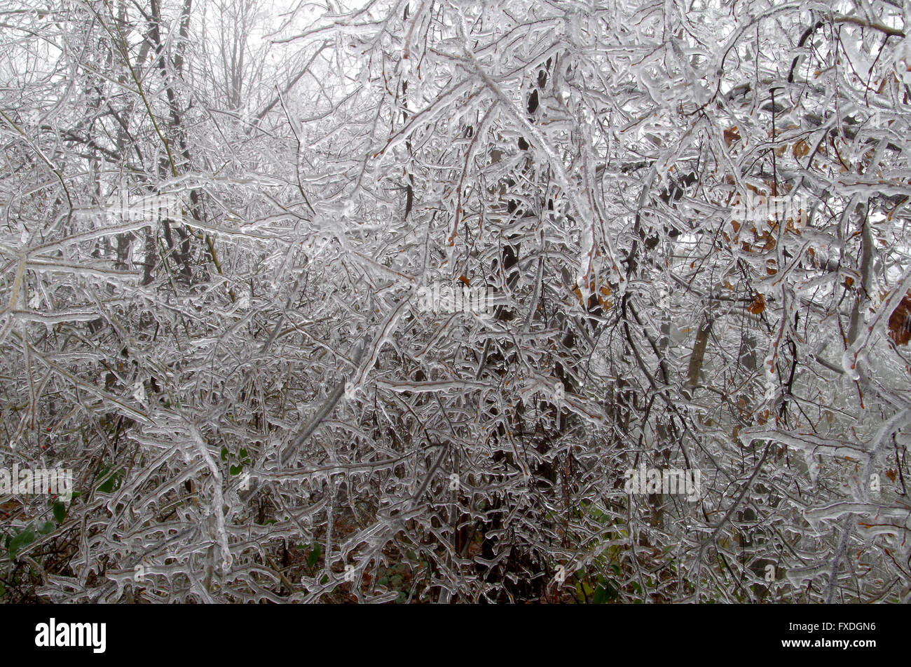 Cold and fog. Branches of trees icing Stock Photo - Alamy
