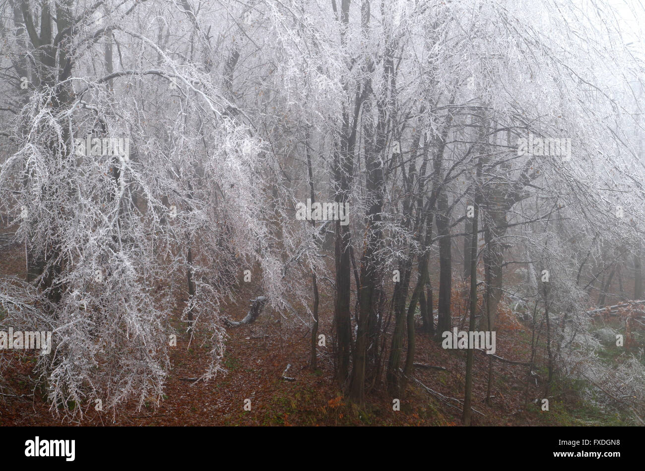 Cold and fog. Branches of trees icing Stock Photo - Alamy