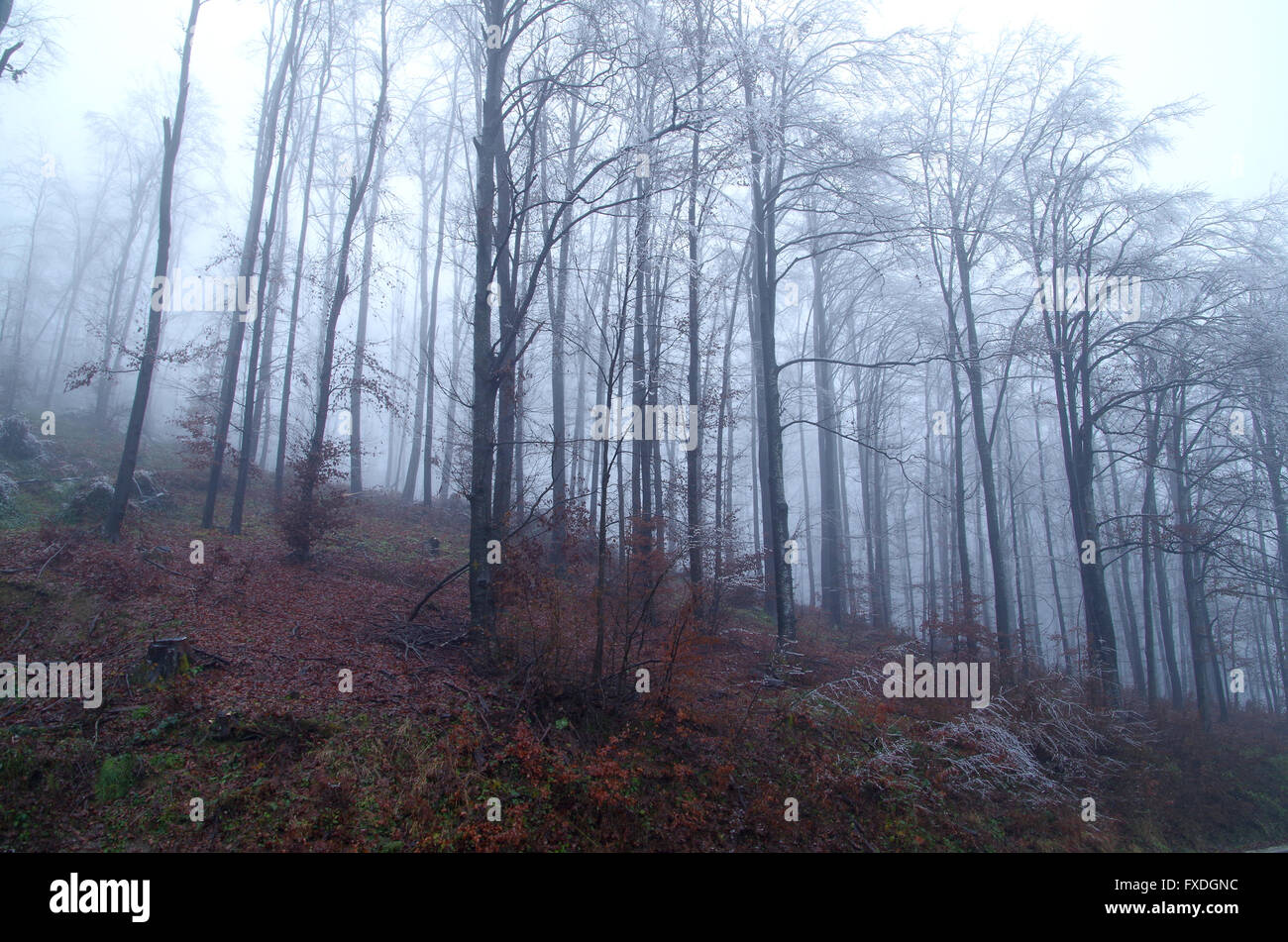 Cold and fog. Branches of trees icing Stock Photo - Alamy