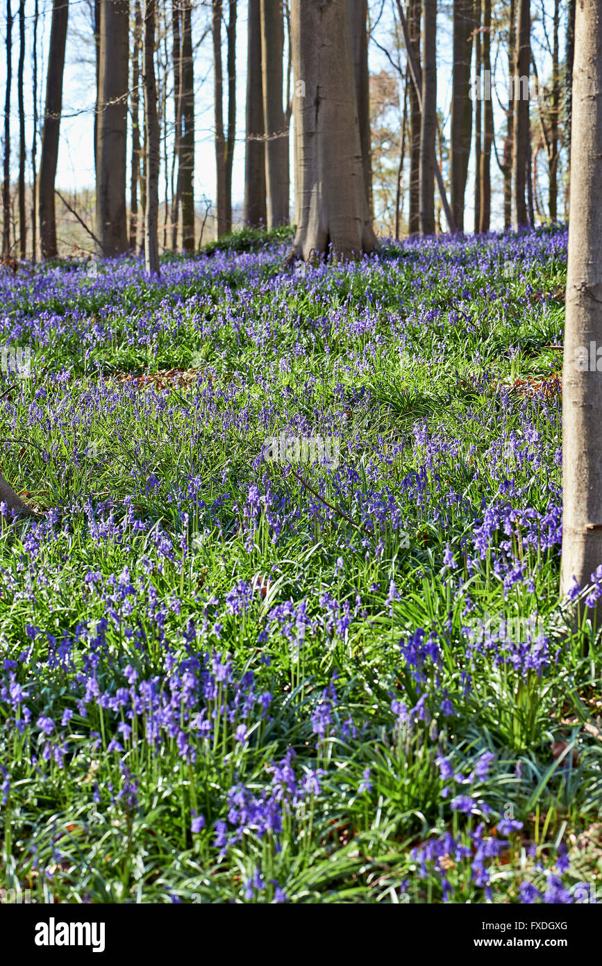 Morning sunlight in forest of Halle with bluebell flowers, Halle ...