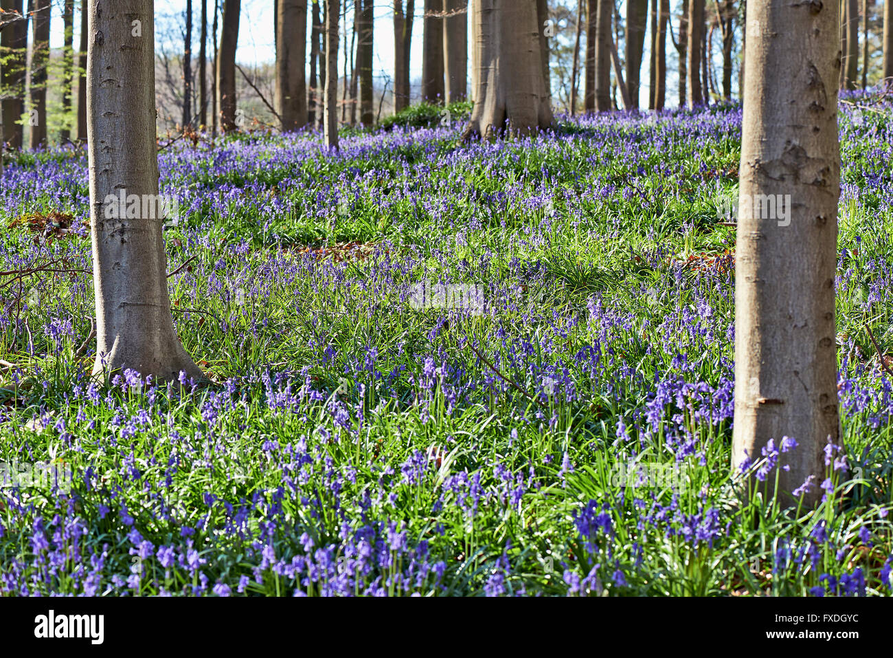 Morning sunlight in forest of Halle with bluebell flowers, Halle ...