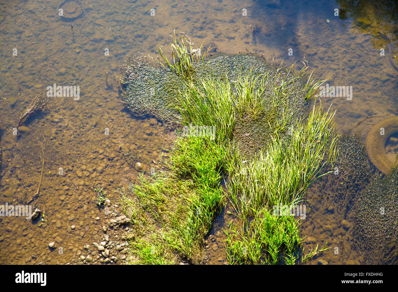 Plants floating in a muddy River Stock Photo - Alamy
