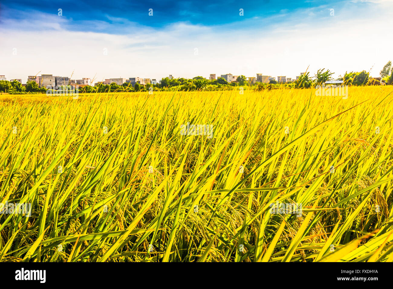 Golden color paddy hi-res stock photography and images - Alamy