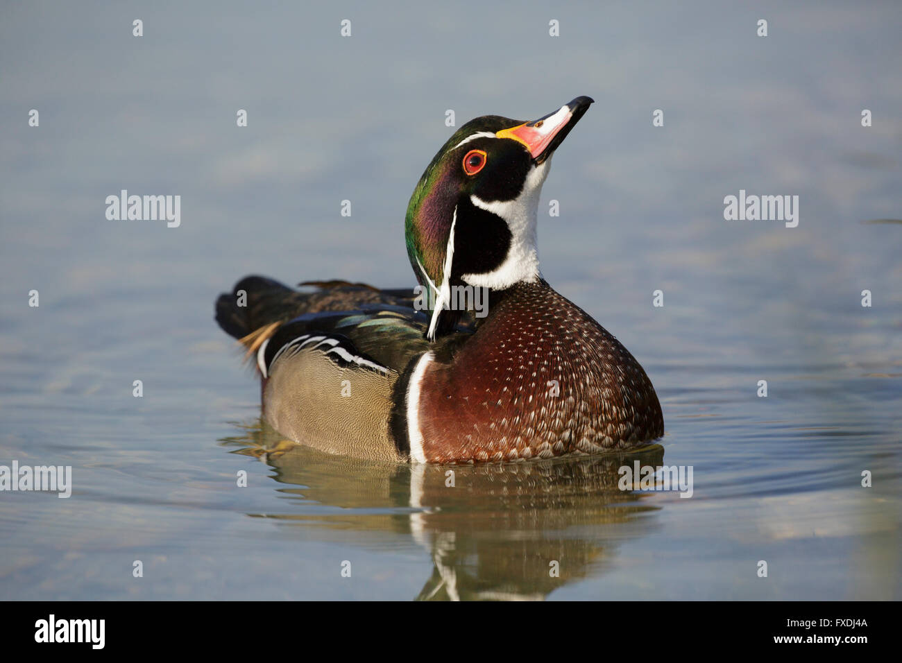 The wood duck , Carolina duck (Aix sponsa Stock Photo - Alamy