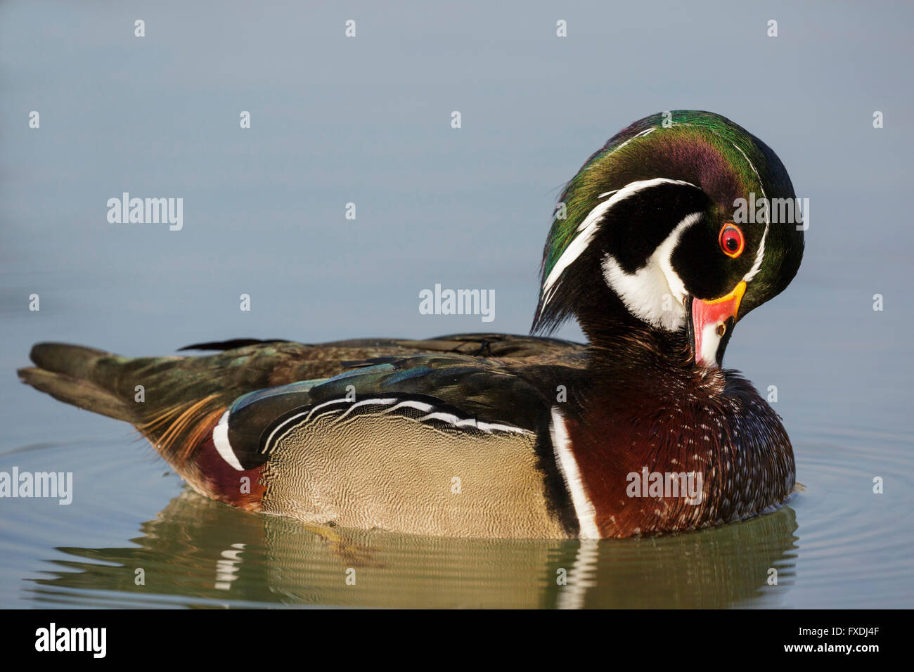The wood duck , Carolina duck (Aix sponsa Stock Photo - Alamy