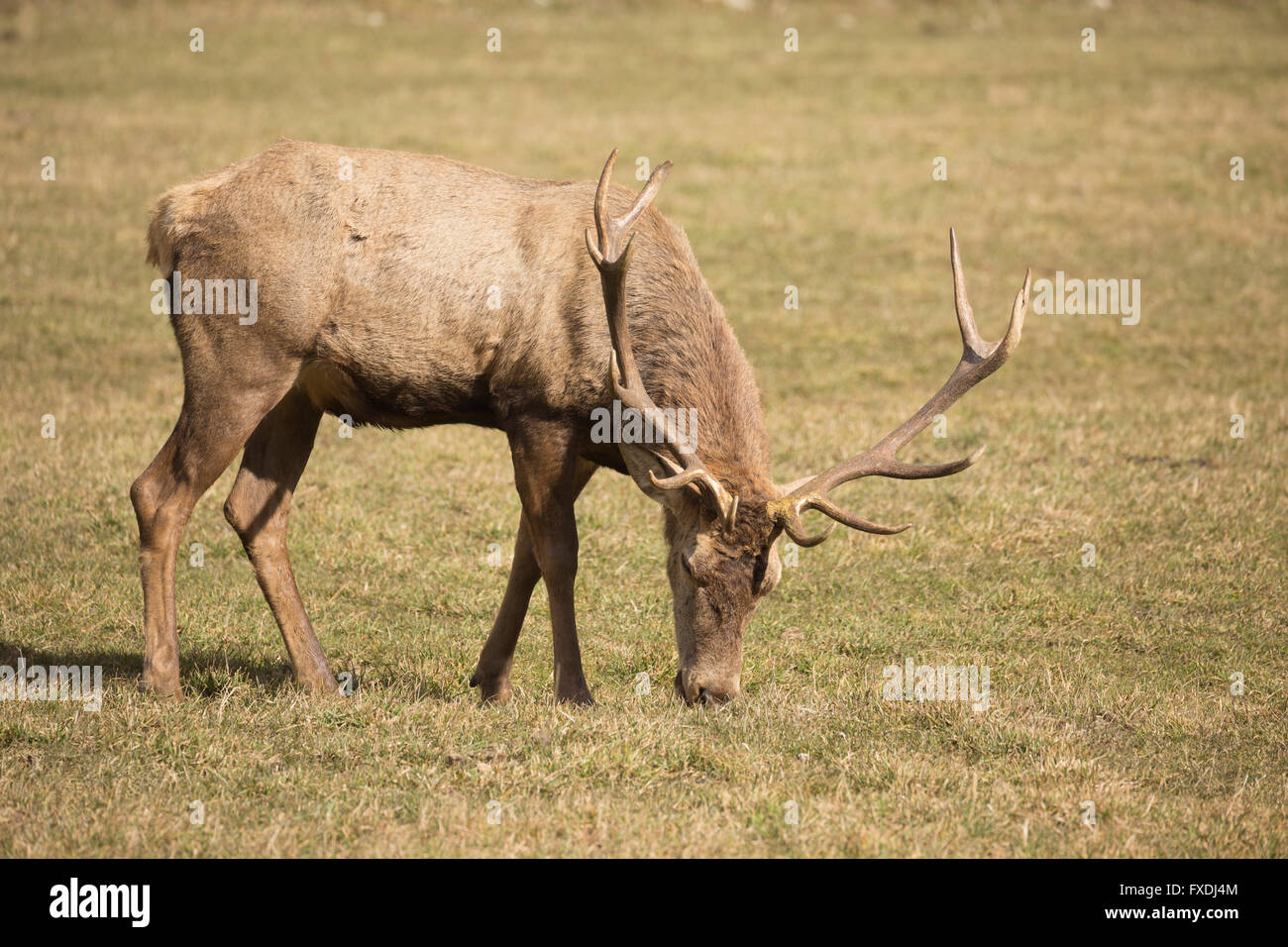 Adult male deer hi-res stock photography and images - Alamy